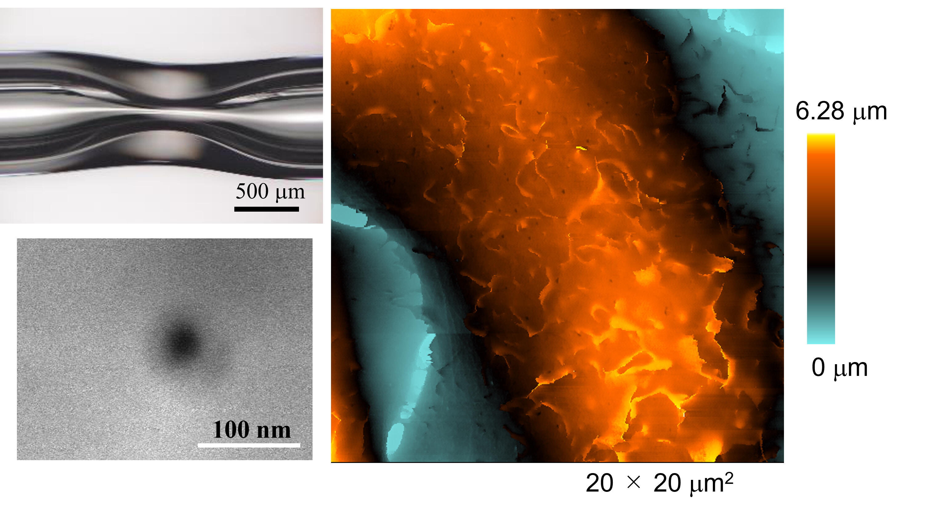 生細胞の表面構造をナノスケールで直接可視化 ～エクソソームなど細胞間コミュニケーションの理解に貢献～ - 名古屋大学研究成果情報